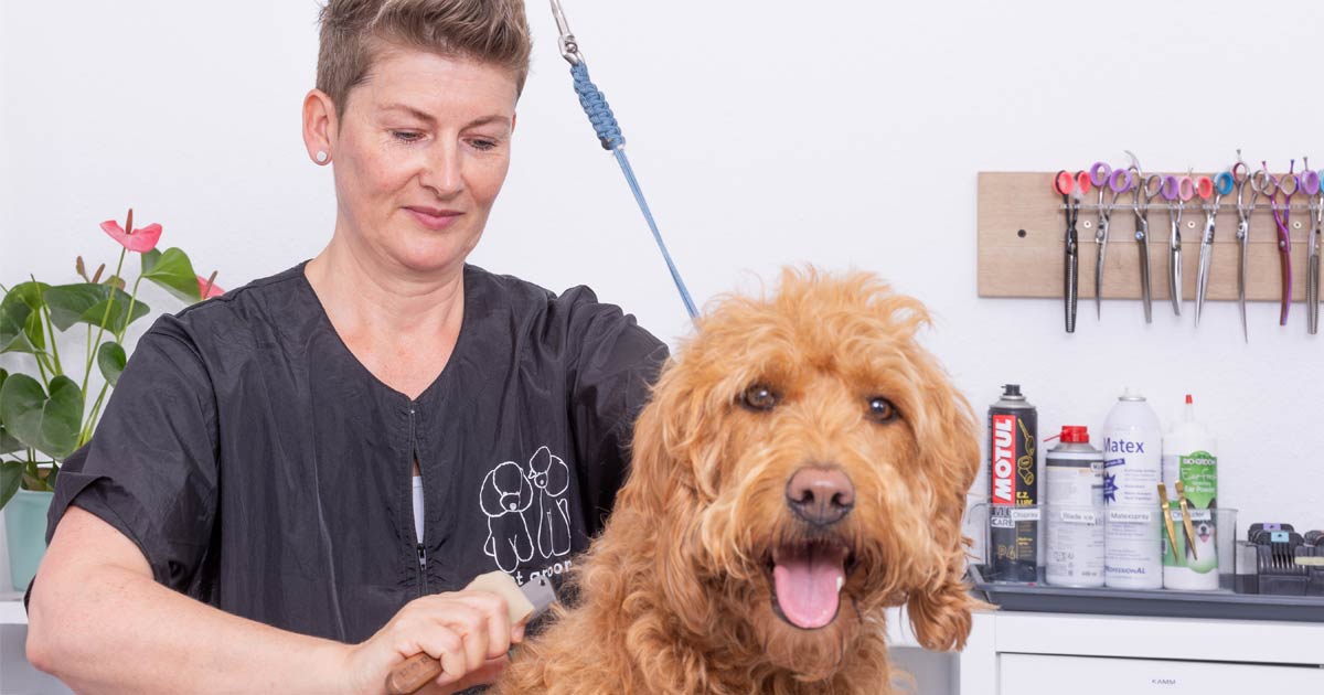 Pimp my Dog - Der Hundesalon in Friedrichsdorf